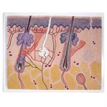 Model huid doorsnede 70x vergroot | Techni Science Nederland